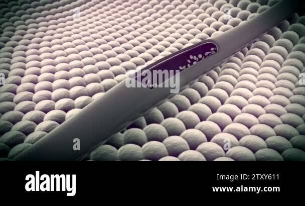 artery shown with a cut out section, High quality rendering with ...