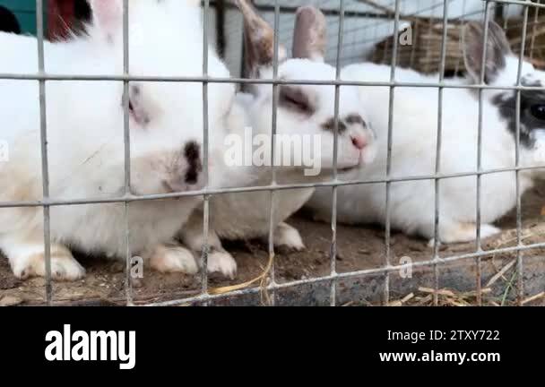 Domestic furry white and black spotted farm rabbit bunny behind the ...