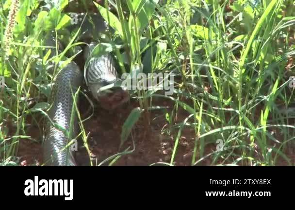 Country rat Stock Videos & Footage - HD and 4K Video Clips - Alamy