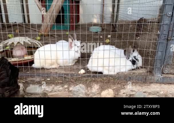 Domestic furry white and black spotted farm rabbit bunny behind the ...