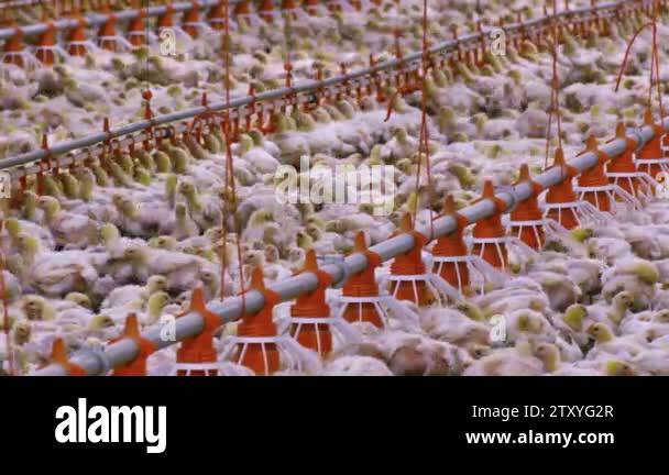 Growing Broiler Chickens / Chickens for fattening on a modern poultry ...