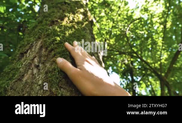 On a sunny day, a tree with bark, a human hand touches a tree, long ...