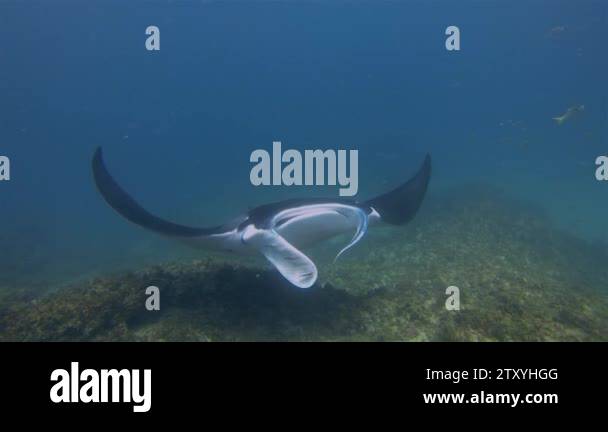 Manta Ray Mouth Wide Open Close Up. Reef Manta Feeding Off Plankton In ...