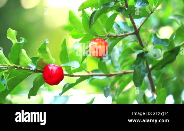 Acerola cherry has contains vitamin A, beta carotene, lycopene and ...