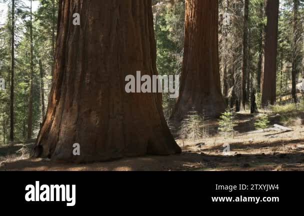 Tree lumber giant logging sequoiadendron giganteum giant sequoia Stock ...