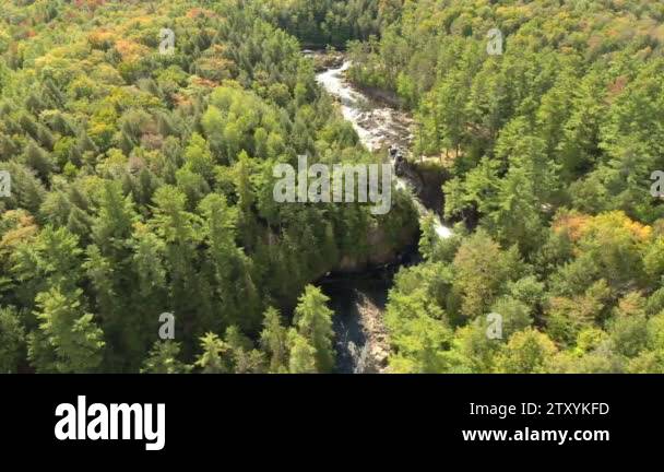 Eastern broadleaf trees Stock Videos & Footage - HD and 4K Video Clips ...