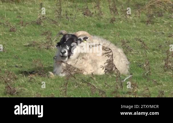 Portrait blackface ram horns Stock Videos & Footage - HD and 4K Video ...