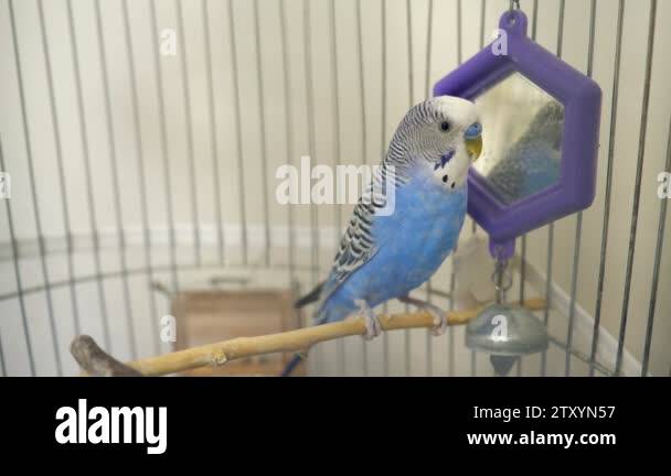 Domestic caged blue budgie parrot Stock Videos & Footage - HD and 4K ...