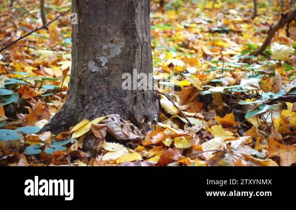 Tree root ball Stock Videos & Footage - HD and 4K Video Clips - Alamy