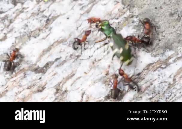 Horse ant and beetle Stock Videos & Footage - HD and 4K Video Clips - Alamy