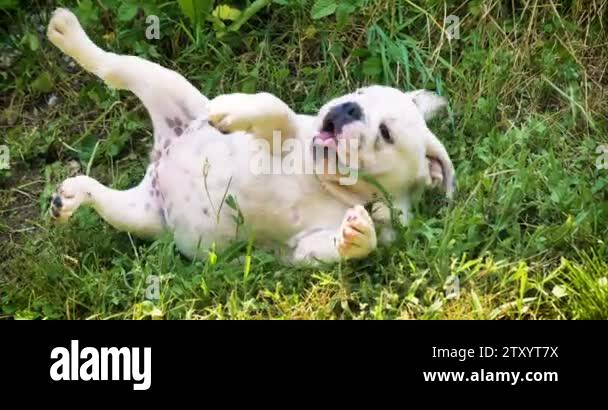 English face to face Stock Videos & Footage - HD and 4K Video Clips - Alamy