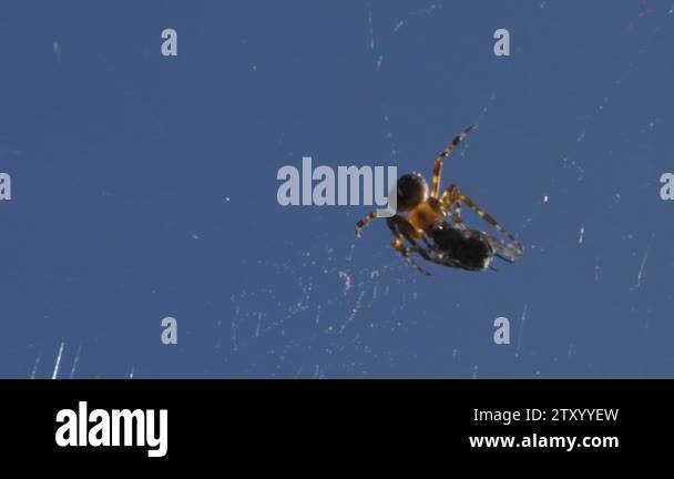 Spider injecting venom into a fly Stock Videos & Footage - HD and 4K ...