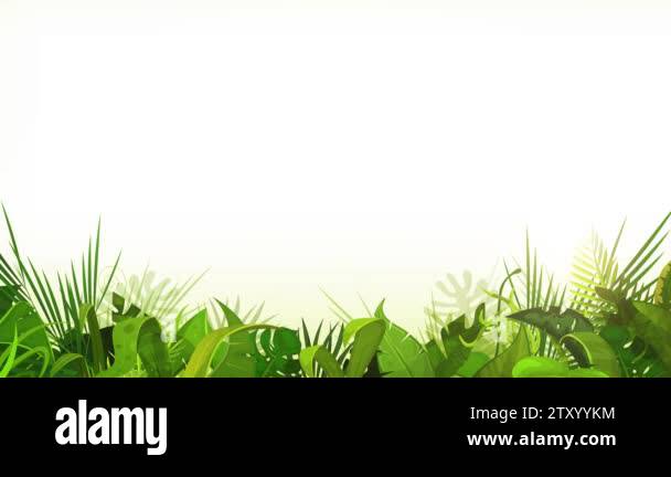 Jungle Tropical Leaves Foreground Loop/ 4k animation of a jungle ...