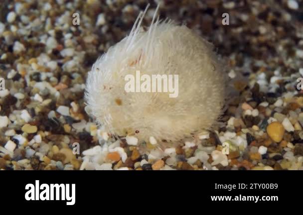 Sea Urchin Potato burrows in sand on the seabed. Real timing. Sea ...