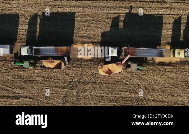 Combine Harvester Auger Unloading Harvested Corn into Trailer. Corn ...