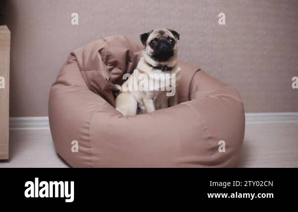 Pug chair Stock Videos & Footage - HD and 4K Video Clips - Alamy