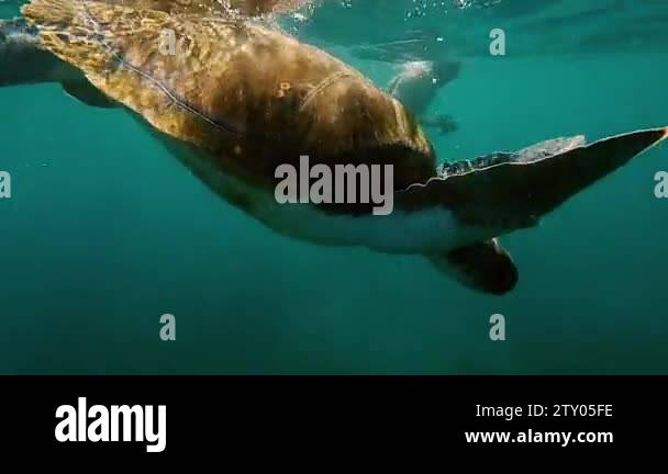 sea turtle swimming down from the glassy sea surface through clear blue ...