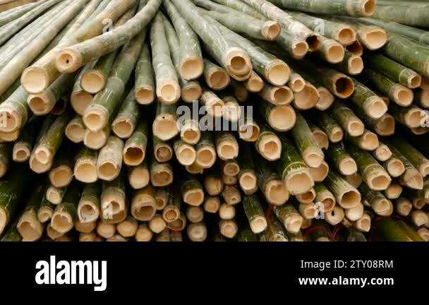 Round cross sliced bamboo trunk bundles in stack prepared for use as a ...