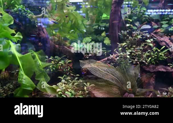 Neon tetra cardinal tetra paracheirodon Stock Videos & Footage - HD and ...
