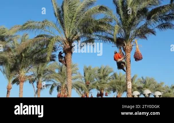 Hurghada / Egypt. 28 July 2018: Men are harvesting dates on palm trees ...