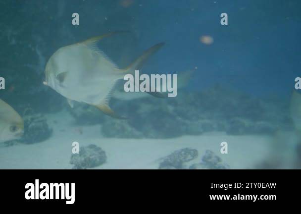 Oceanarium fish Stock Videos & Footage - HD and 4K Video Clips - Alamy
