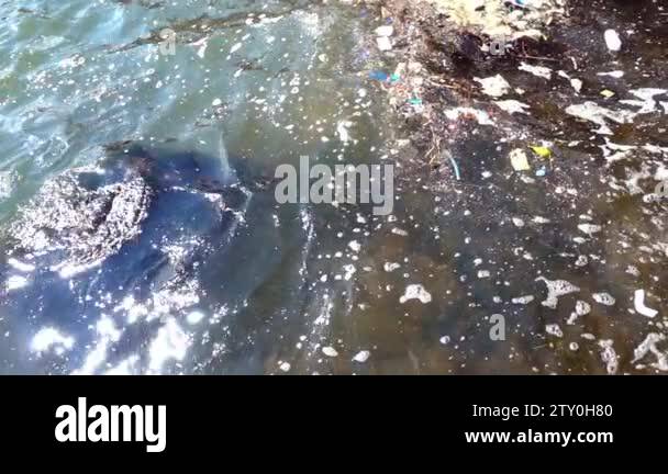 Trash and garbage floating on the surface of the water. Water pollution ...