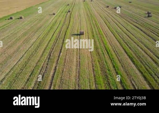 Flight over crop wheat or rye field with stook hay straw bales. Harvest ...