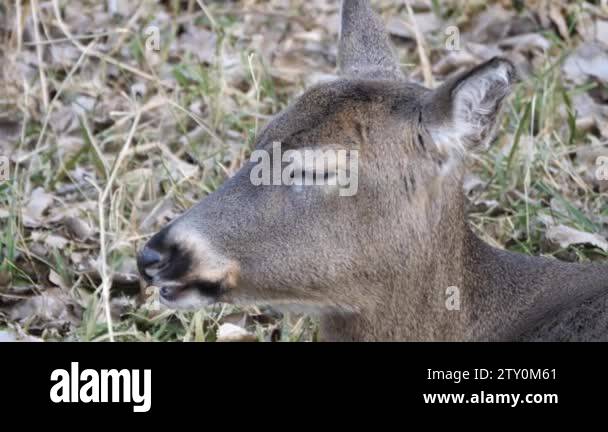 A close up of a wild female doe white tailed deer chewing cud as it ...