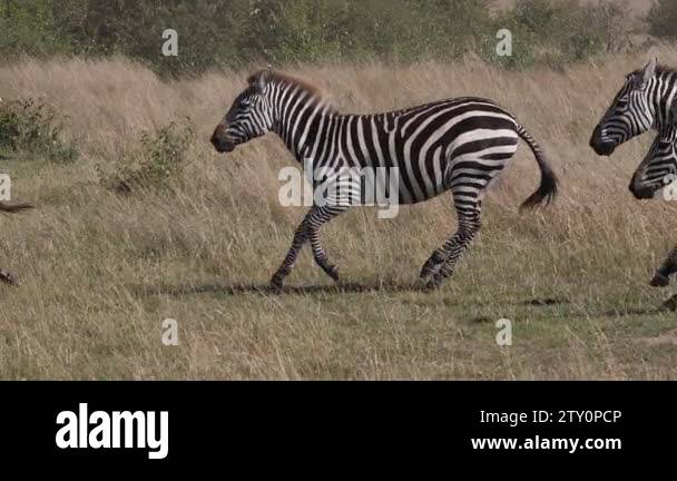 Grant's Zebra, equus burchelli boehmi, group running through Savannah ...
