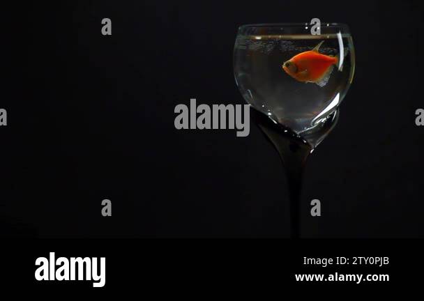 wine glass fish dark background hd footage studio Stock Video Footage ...
