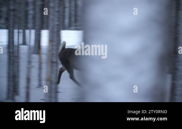 Group of noble deer turning around and running in circles in a pine ...
