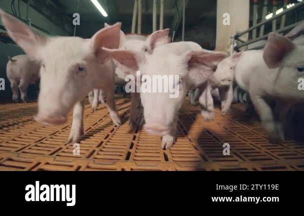 Hog raising Stock Videos & Footage - HD and 4K Video Clips - Alamy