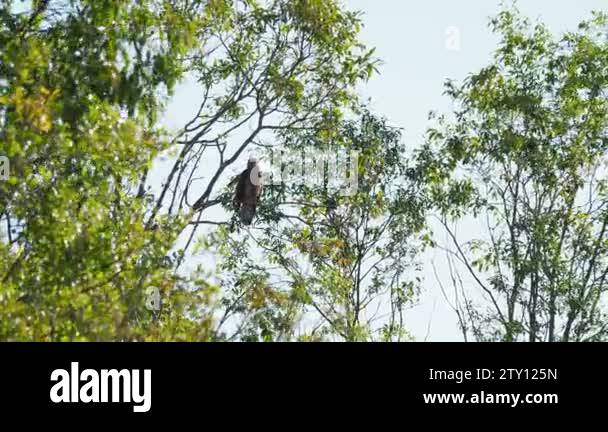 Genus eagle Stock Videos & Footage - HD and 4K Video Clips - Alamy