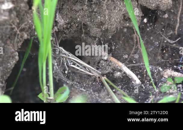 Insect macro. Grasshopper stuck in a spider web next to the mink spider ...