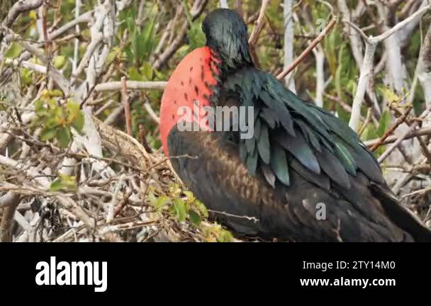 Inflated gular pouch Stock Videos & Footage - HD and 4K Video Clips - Alamy
