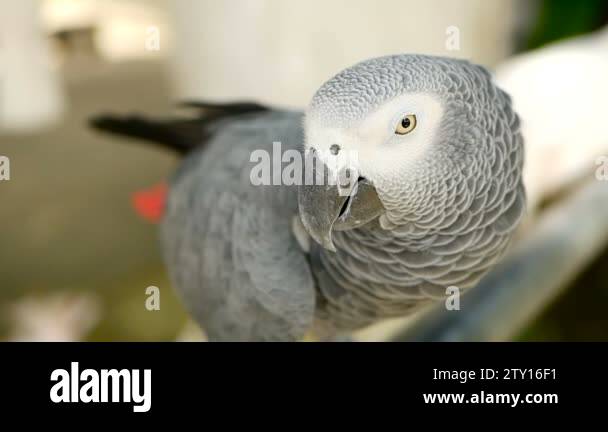Red-tailed monogamous African Congo Grey Parrot. Companion Jaco is ...