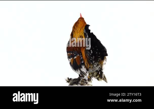 White rooster flapping wings Stock Videos & Footage - HD and 4K Video ...