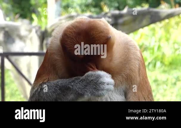 Male Proboscis monkey (Nasalis larvatus) itching nose in Labuk Bay ...