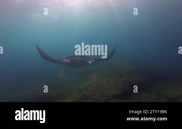 Graceful Manta Ray Close Up Swimming Overhead With Mouth Closed ...