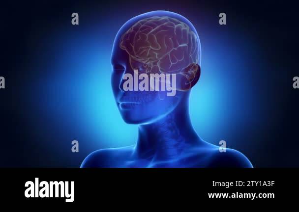 Woman brain anatomy Stock Videos & Footage - HD and 4K Video Clips - Alamy