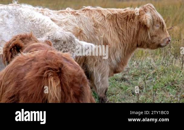 Highland cattle - Bo Ghaidhealach -Heilan coo - a Scottish cattle breed ...