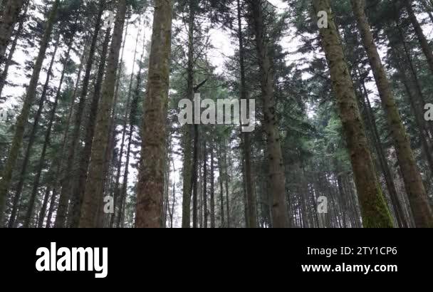 Tall conifer trees Stock Videos & Footage - HD and 4K Video Clips - Alamy