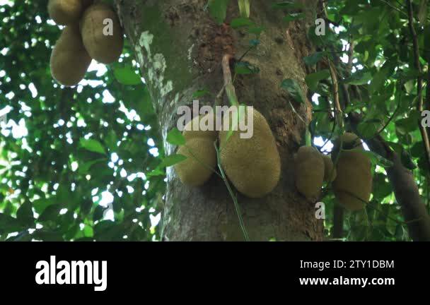 close up of jack fruit, the world's largest fruit, growing on a tree at ...