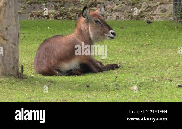 Antelope asia Stock Videos & Footage - HD and 4K Video Clips - Alamy