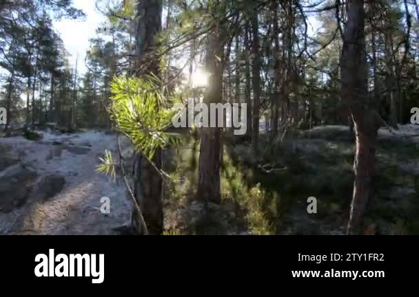 Winter forest low trees Stock Videos & Footage - HD and 4K Video Clips ...