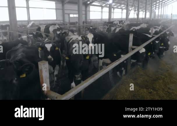 Cows barn stall in Stock Videos & Footage - HD and 4K Video Clips - Alamy