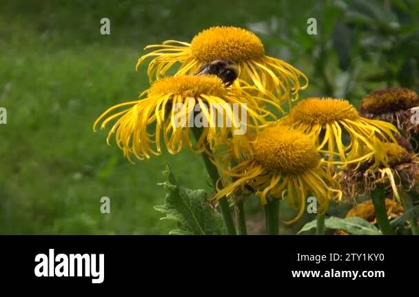 Elecampane inula helenium Stock Videos & Footage - HD and 4K Video ...