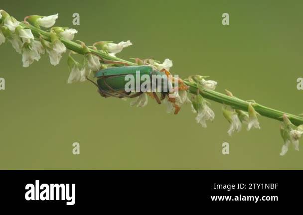 Courtship rituals of insects and Mating Cerocoma is Palearctic genus of ...