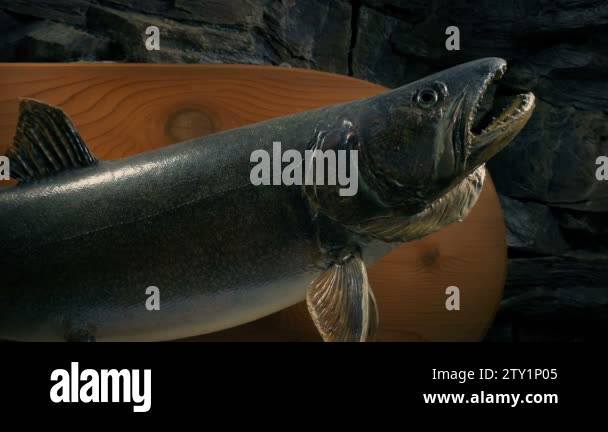 Mounted fish trophy Stock Videos & Footage - HD and 4K Video Clips - Alamy