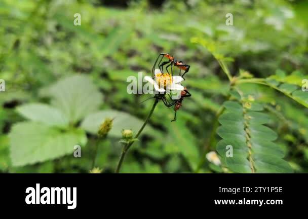 Group of orange insects perched on a wild flower. Large milkweed bugs ...